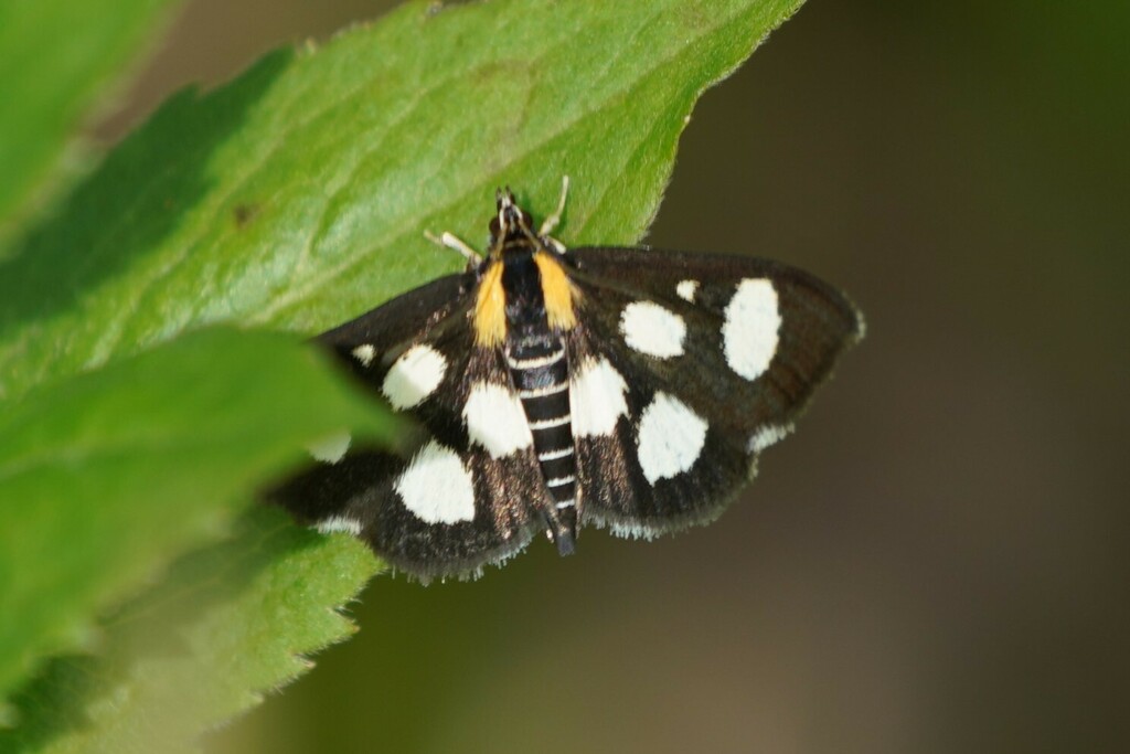 White-spotted Sable from Tracadie, NB, Canada on July 9, 2023 at 04:33 ...
