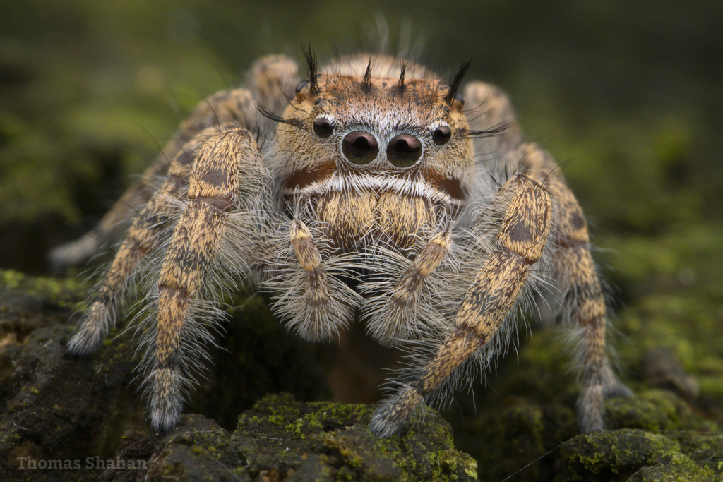 Putnam's Jumping Spider in July 2023 by Thomas Shahan. wow!! · iNaturalist