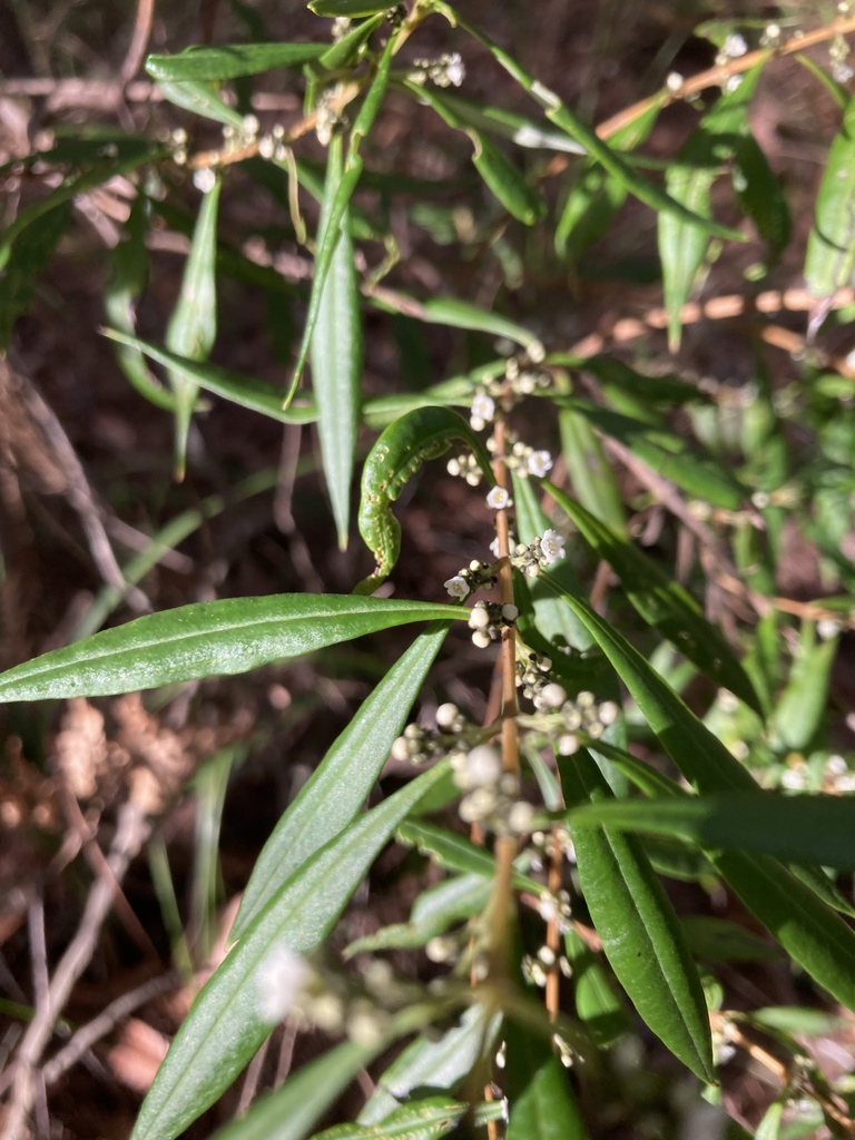 Logania albiflora from Ninderry, QLD, AU on July 1, 2023 at 02:46 PM by ...