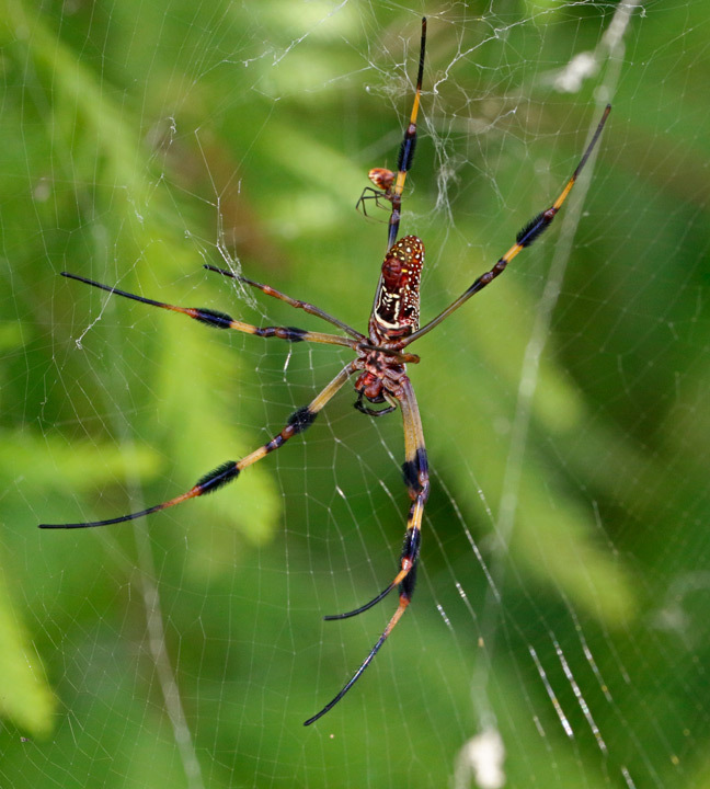 Golden Silk Spider from Chambers County, TX, USA on July 8, 2023 at 12: ...