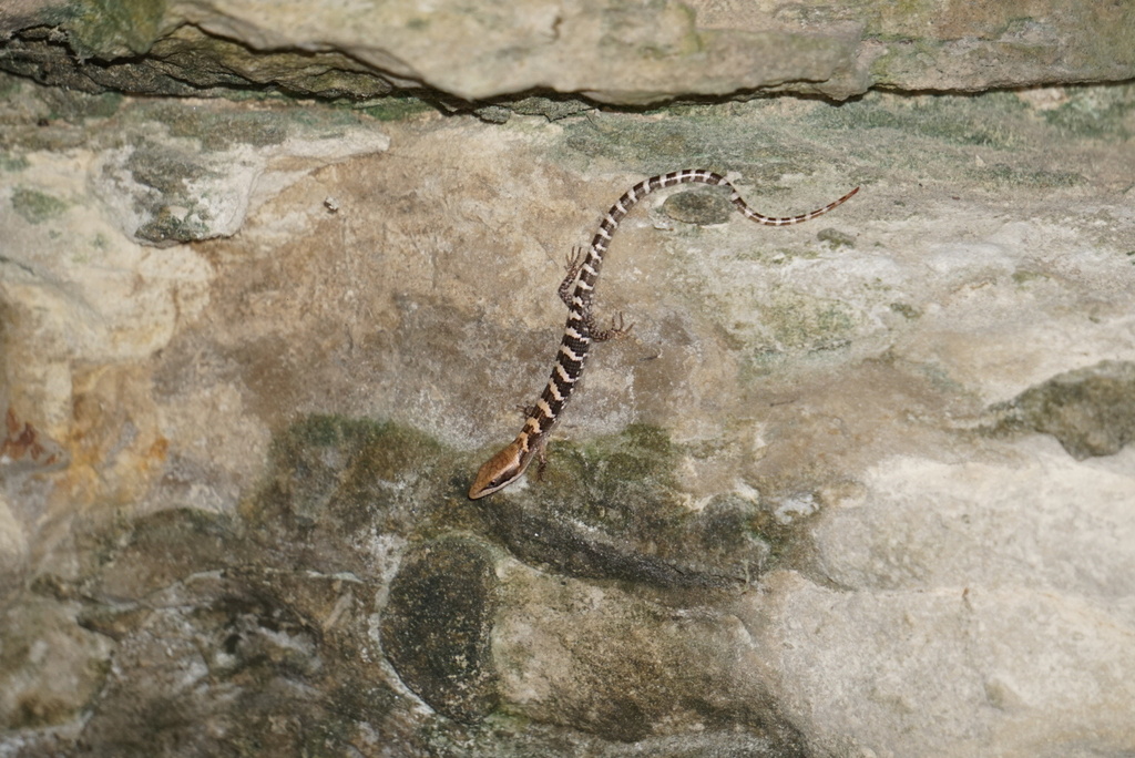 Texas Alligator Lizard from Stearns Ln, Austin, TX, US on July 8, 2023 ...