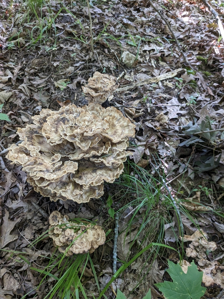 Black-staining Polypore from St Peters, MO 63304, USA on July 9, 2023 ...