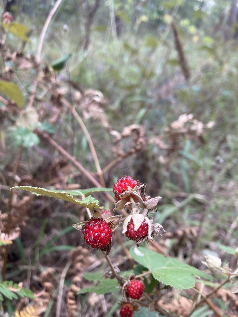 Molucca Bramble from Ninderry, QLD, AU on July 1, 2023 at 02:56 PM by ...