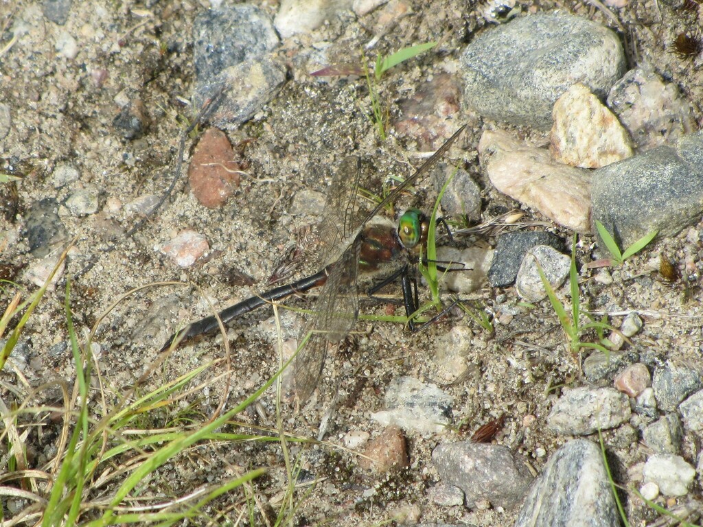 American Emerald from Bracebridge, ON, Canada on July 9, 2023 by ...