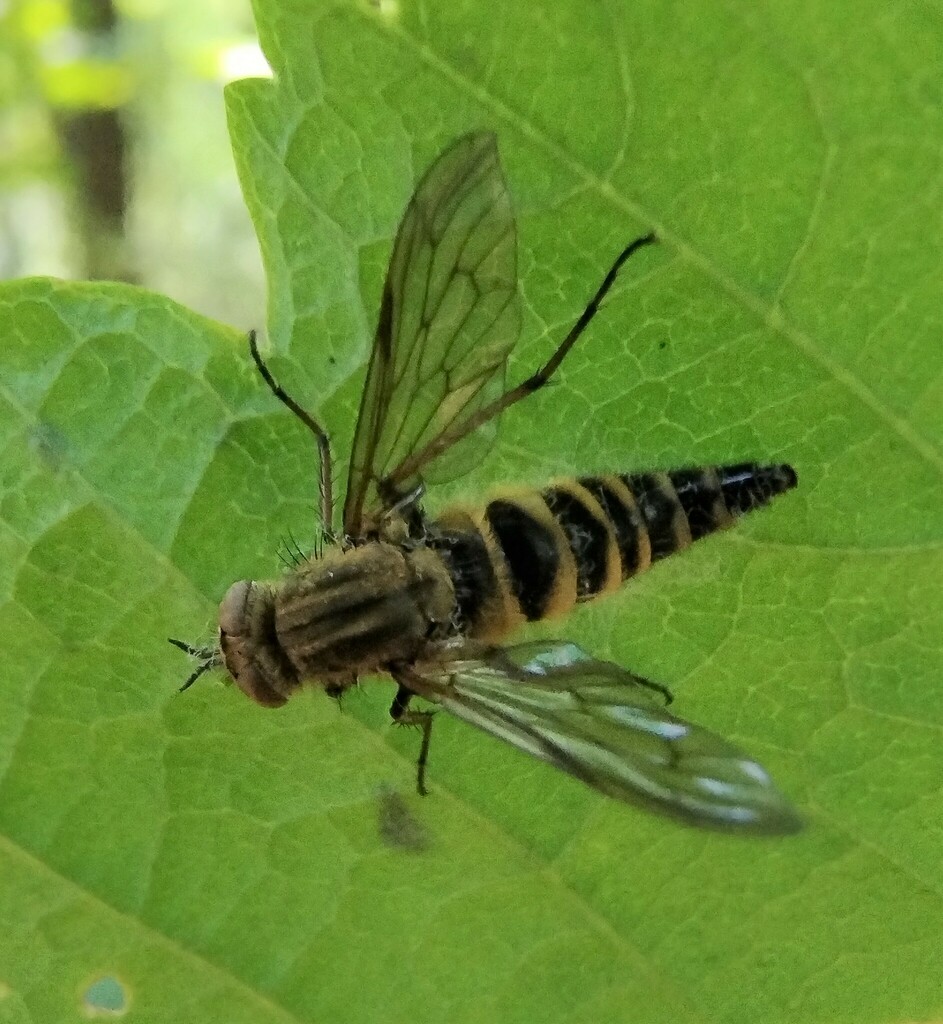Thereva valida from Niewiadom, Rybnik, Polska on July 9, 2023 at 04:08 ...