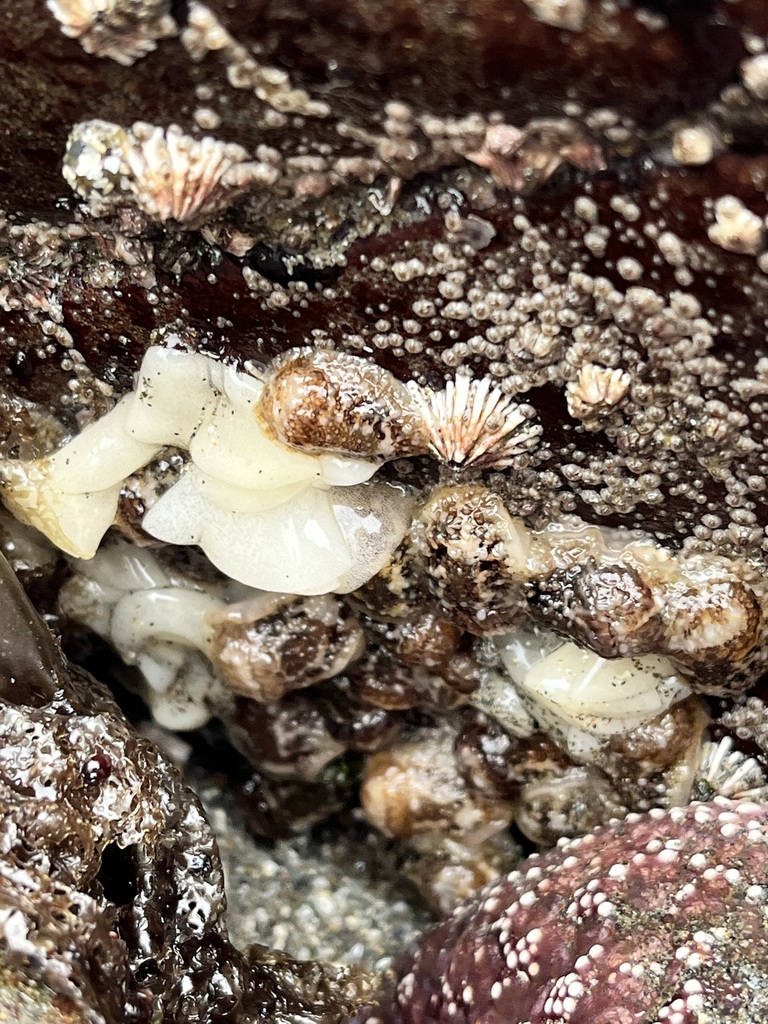 barnacle-eating dorid from Lone Ranch Beach, Oregon 97415 on July 5 ...