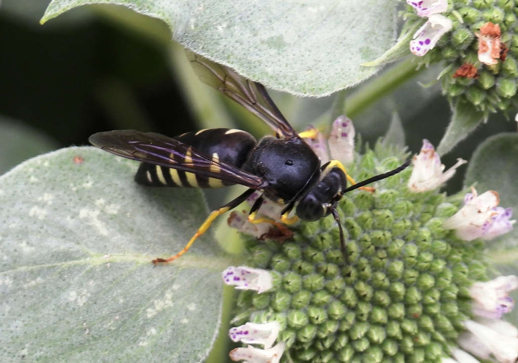 Four-banded Stink Bug Wasp from Dickson County, TN, USA on July 9, 2023 ...