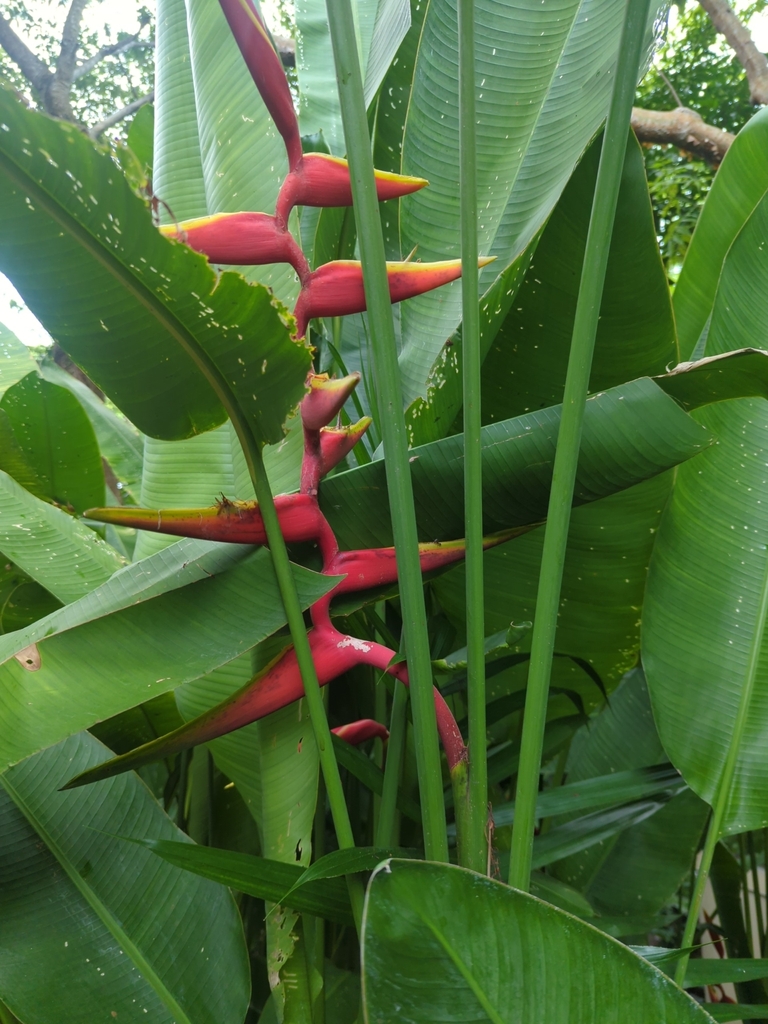 Heliconia × rauliniana from 9RWP+XHF, Puntarenas Province, Quepos ...