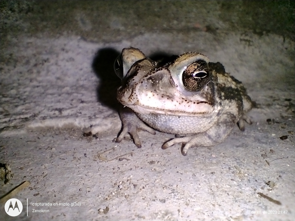 Sinaloa toad from 82563 Cristo Rey, Sin., México on July 7, 2023 at 09: ...