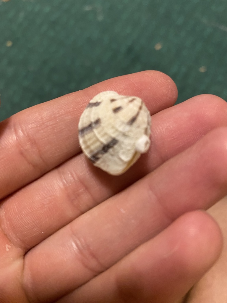 Cross-barred Venus from Honeymoon Island State Park, Dunedin, FL, US on ...