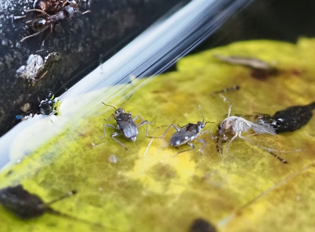 Microvelia americana in July 2023 by alisho · iNaturalist