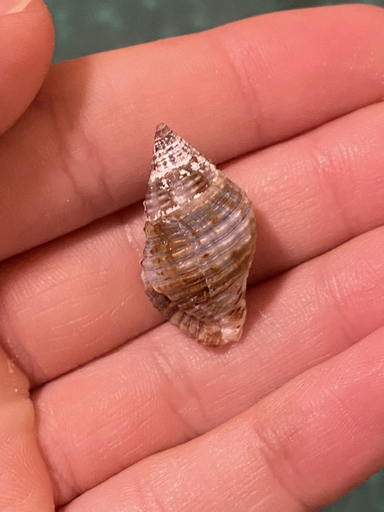 Tinted Cantharus from Honeymoon Island State Park, Dunedin, FL, US on ...