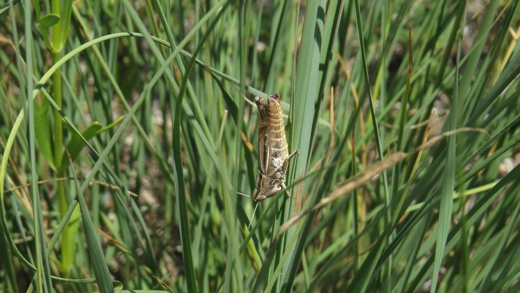 Velvet-striped Grasshopper from Boscobel, WI, US on July 8, 2023 at 11: ...