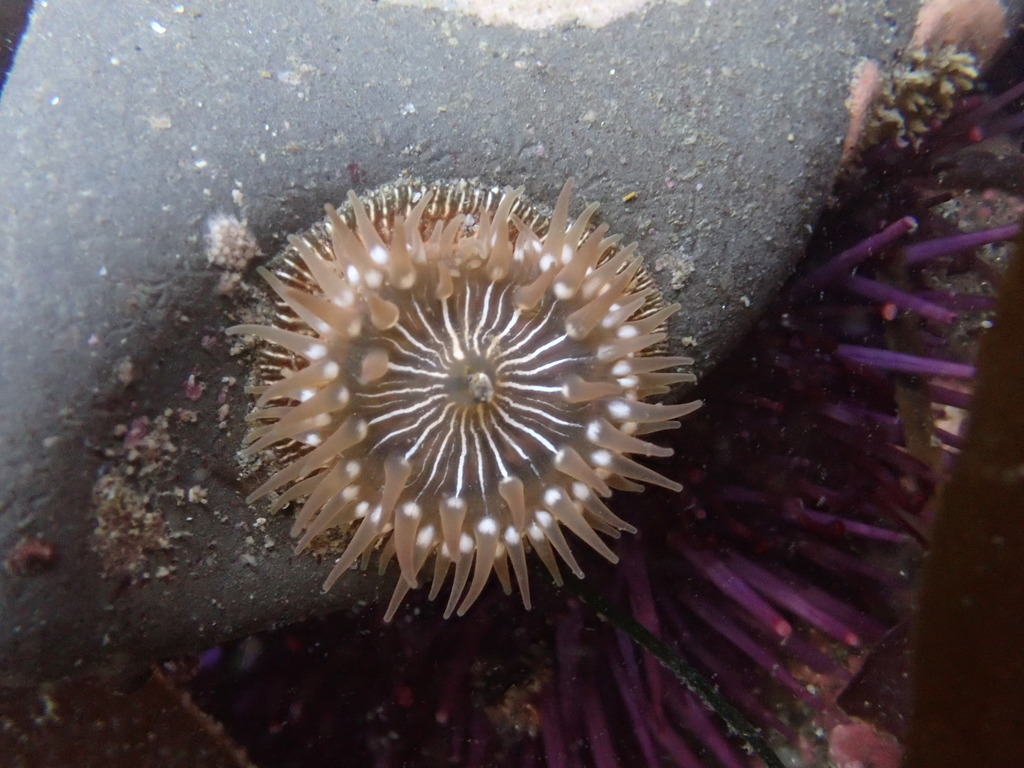 Brooding Anemone from Curry County, OR, USA on July 4, 2023 at 06:35 AM ...