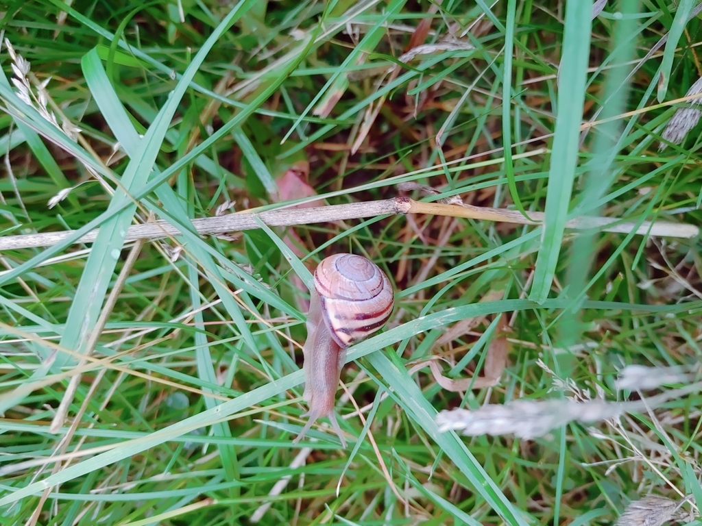 Brown-lipped Snail from Brampton, ON L6T, Canada on July 2, 2023 at 07: ...