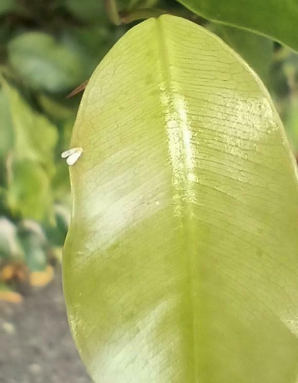 Greenhouse Whitefly from Palmetto Bay, FL, USA on July 9, 2023 at 08:35 ...