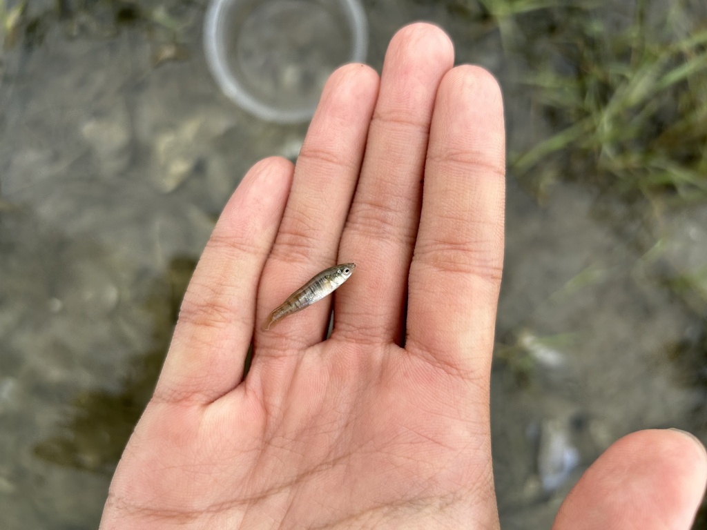 Typical Killifishes in July 2023 by Branson Khounvichith · iNaturalist