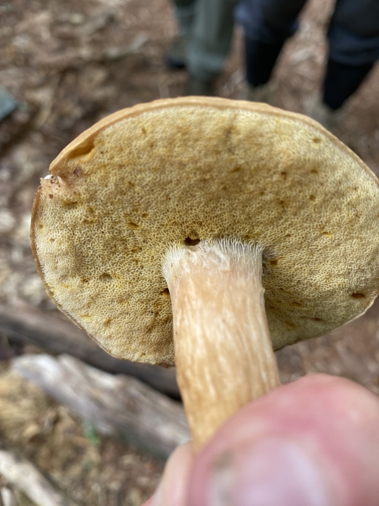 spotted bolete from South St, Natick, MA, US on July 9, 2023 at 03:05 ...