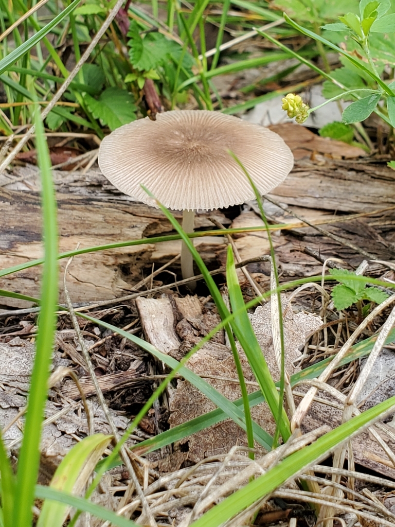 Fungi Including Lichens from St. Louis, MO 63146, USA on July 9, 2023 ...
