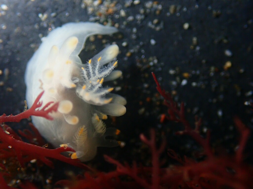 Humped Ancula Sea Slug from Starfish Cove, Newport, OR, US on March 18 ...
