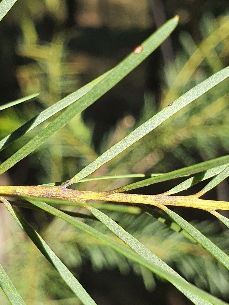 Flax-leaved Wattle from HXJR+QC Maroota Historic Site, Maroota NSW 2756 ...