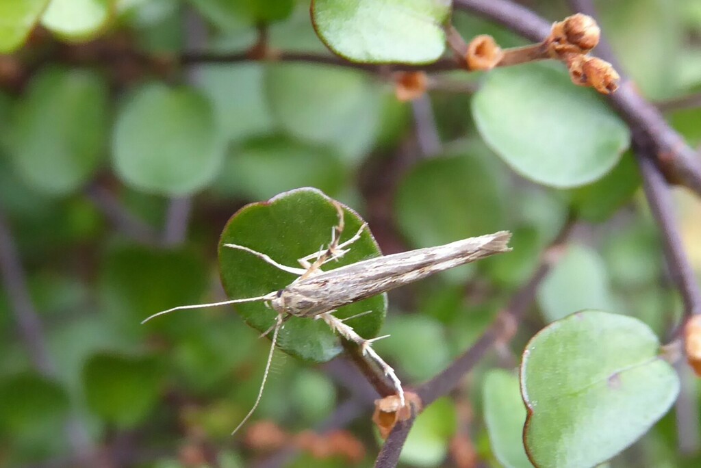 Greylined Featherfoot from Waikouaiti, New Zealand on July 8, 2023 at ...