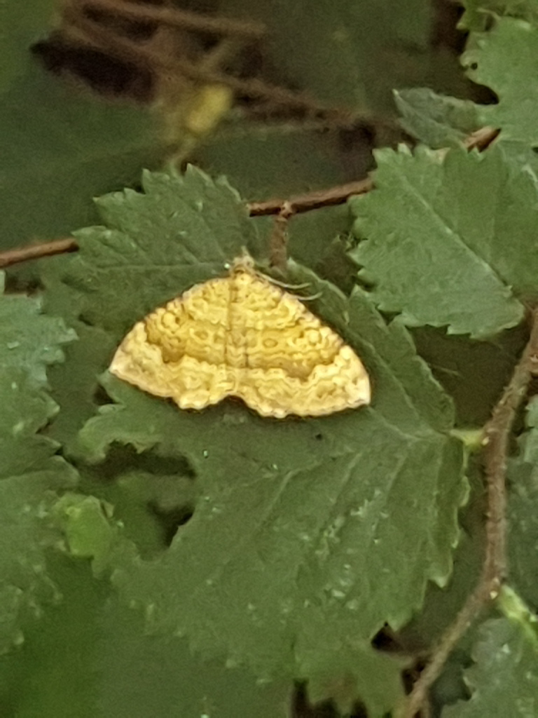 Yellow Shell Moth from Oxfordshire on July 9, 2023 at 06:00 PM by ...