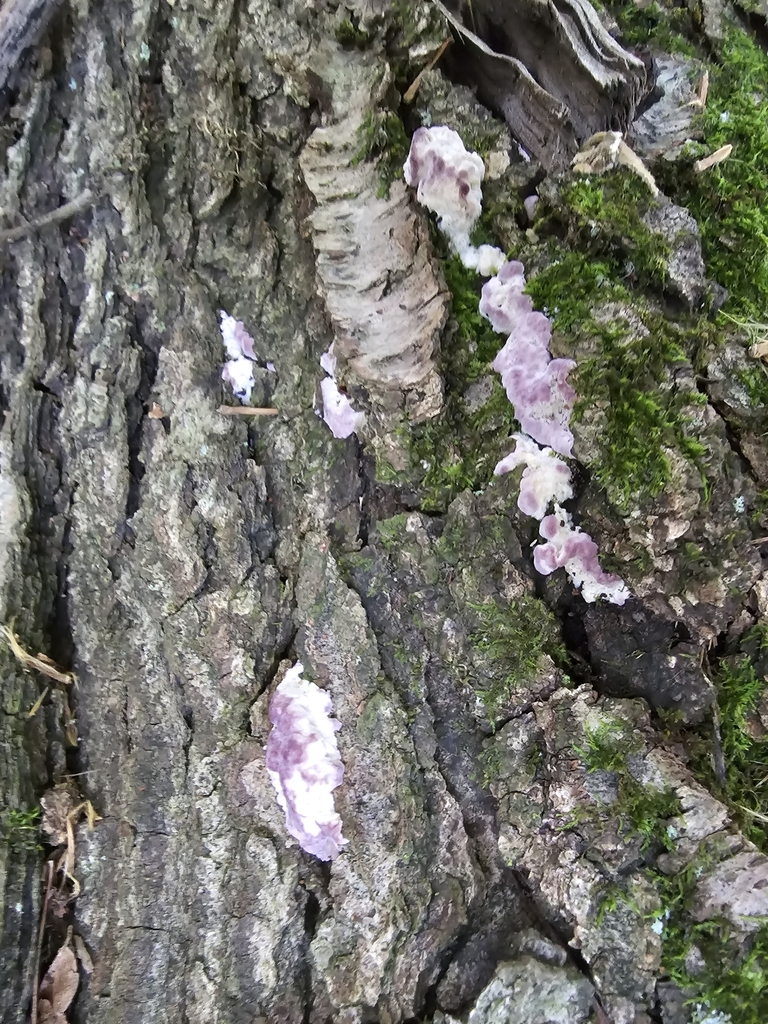 Trichaptum subchartaceum in July 2023 by Laura Moorman. Growing from ...