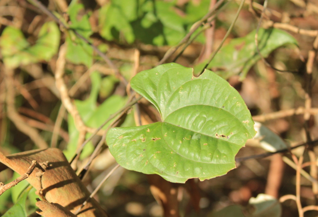 Common Yam Vine from Tamborine Mountain QLD 4272, Australia on June 13, 2023 at 10:56 AM by ...