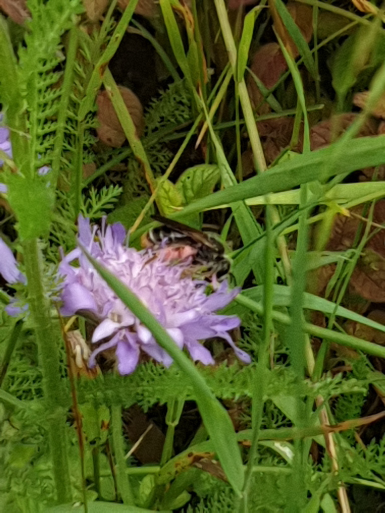 Large Scabious Mining Bee from Oxfordshire, UK on July 9, 2023 at 02:06 ...
