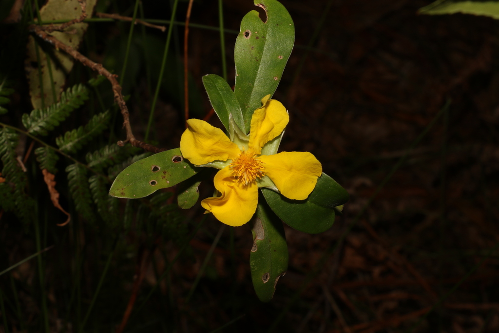 Climbing Guinea flower from Welsby QLD 4507, Australia on July 9, 2023 at 02:24 PM by Greg ...