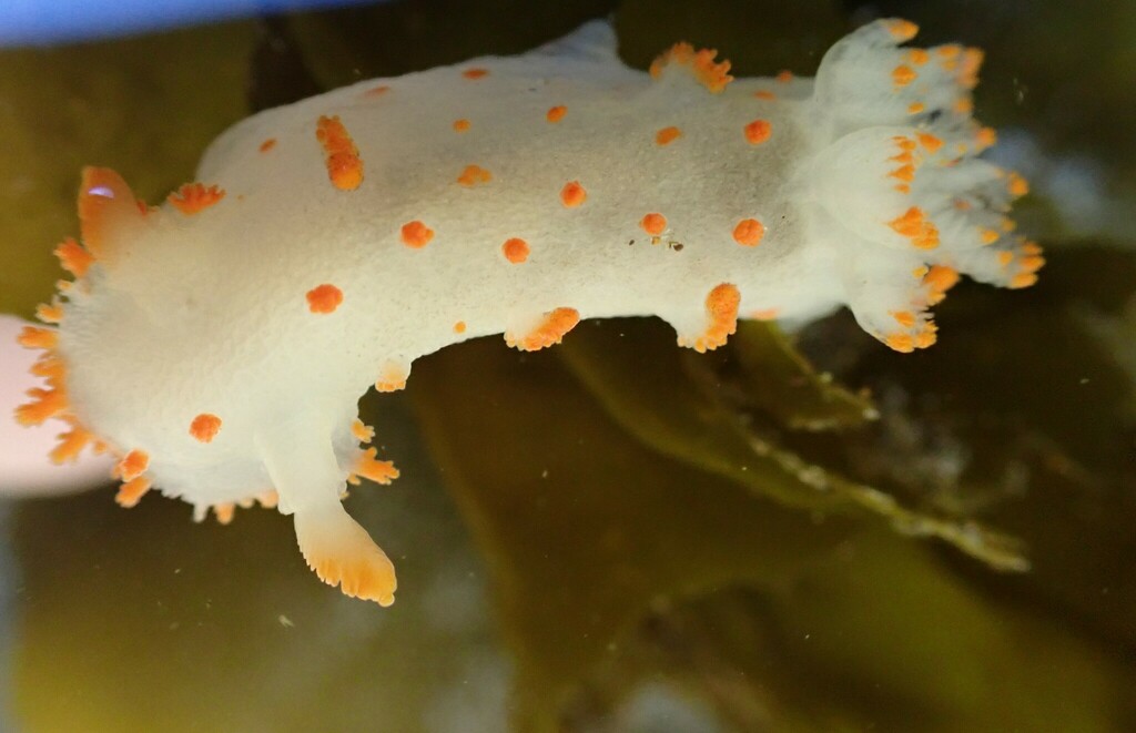 Modest Clown Dorid from Starfish Cove, Newport, OR, USA on June 3, 2023 ...