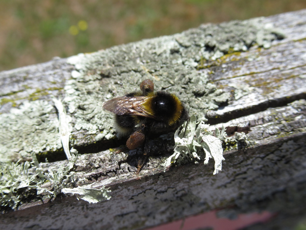 Large Garden Bumble Bee from Wairakei, New Zealand on January 4, 2019 ...