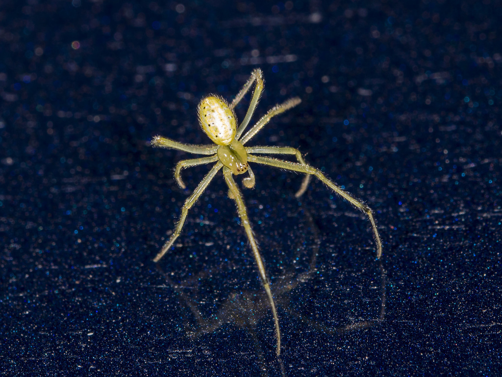 Scarce candy-striped spider from Talgar, Almaty, Kazakhstan on June 5 ...