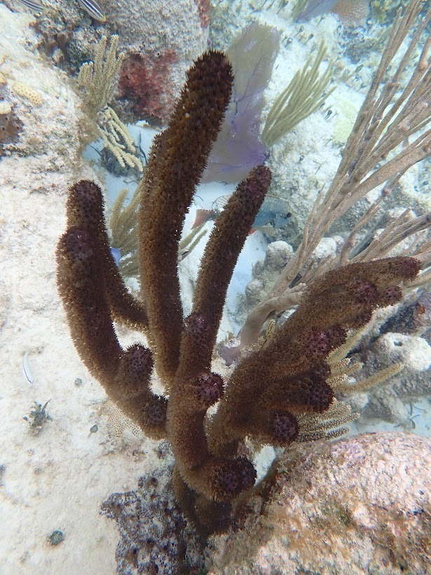 Knobby Sea Rods from Utila, Honduras on July 2, 2023 at 04:43 PM by Lee ...