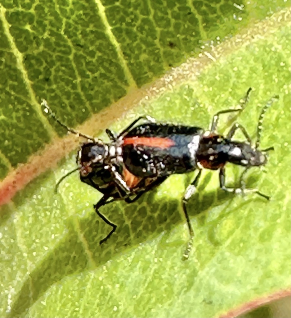 Malachite Beetles from Mission Trails Regional Park, San Diego, CA, US ...
