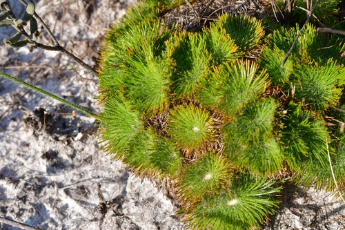 Variety Leiothrix curvifolia plantago · iNaturalist