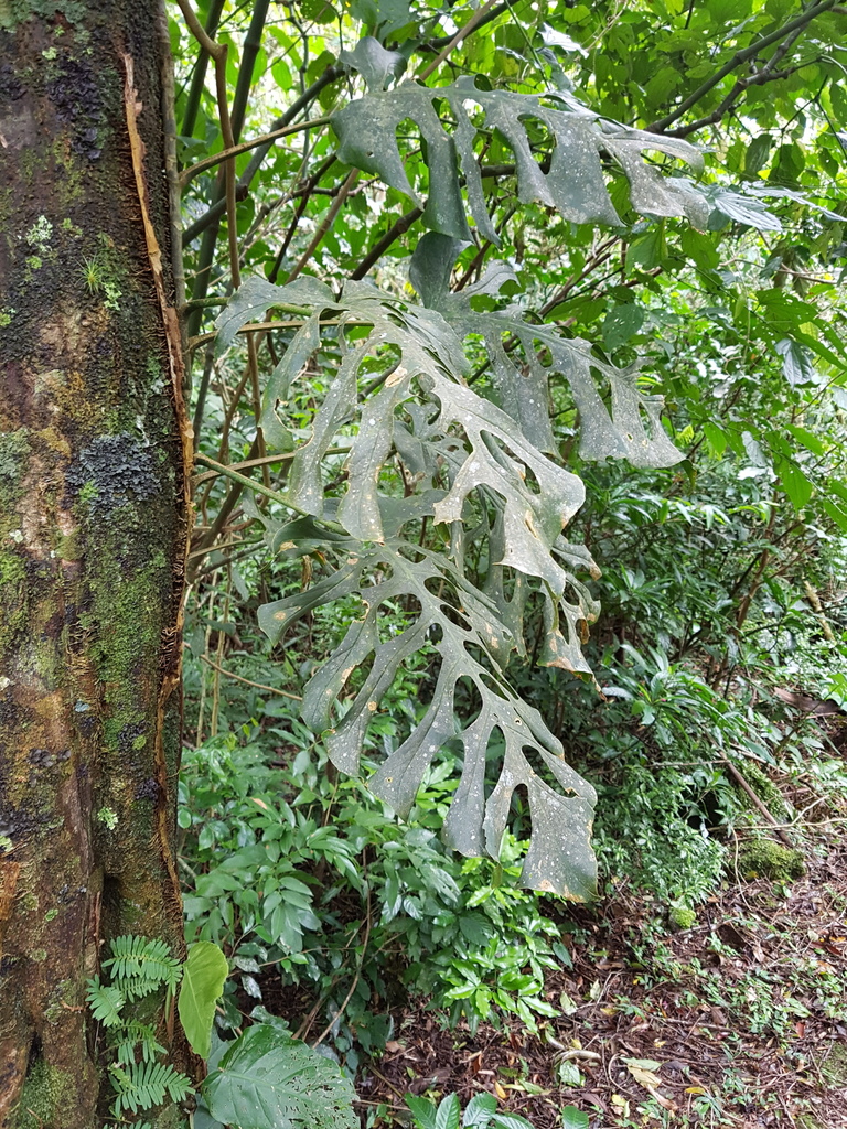 Monstera punctulata from Hornito, Panama on January 27, 2018 at 02:19 ...