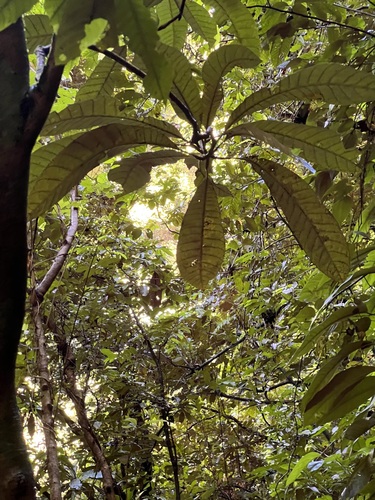 Semecarpus venenosus · iNaturalist
