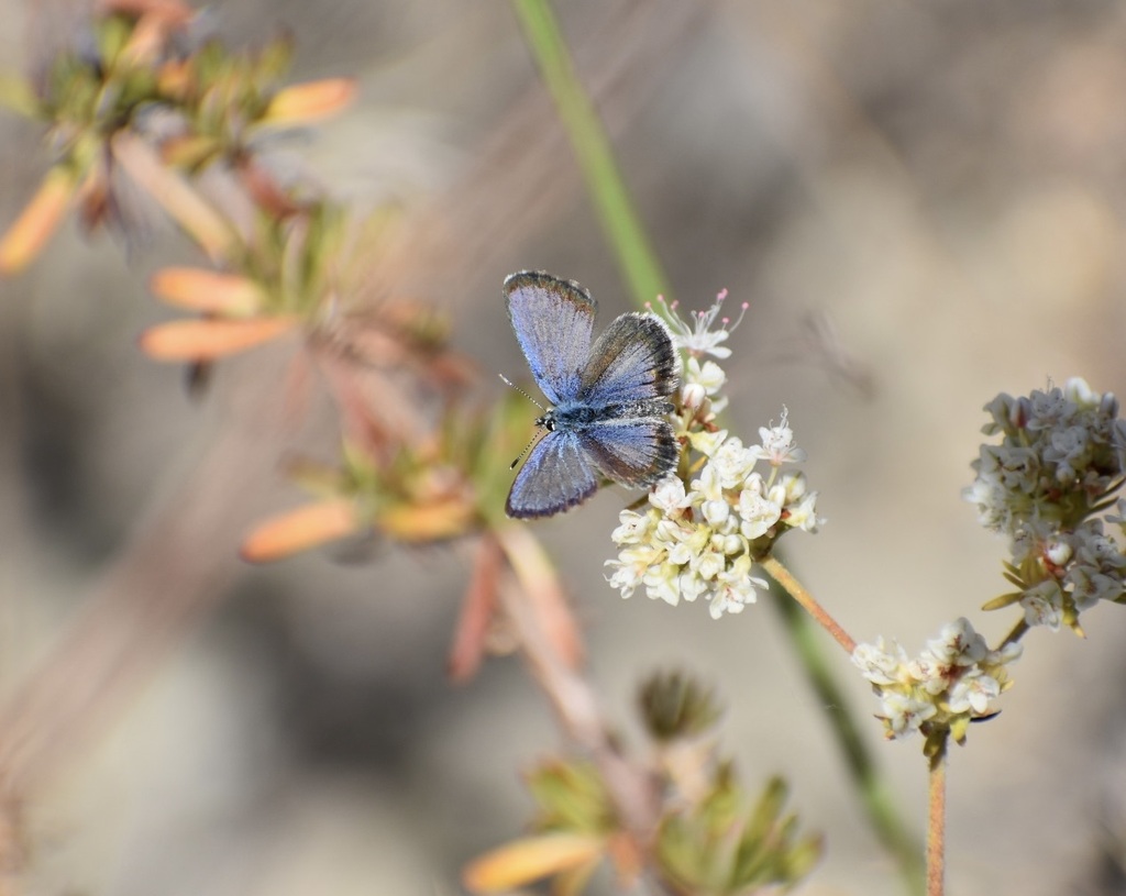 Square-spotted Blue from Aliso Viejo, CA, USA on July 9, 2023 at 03:13 ...