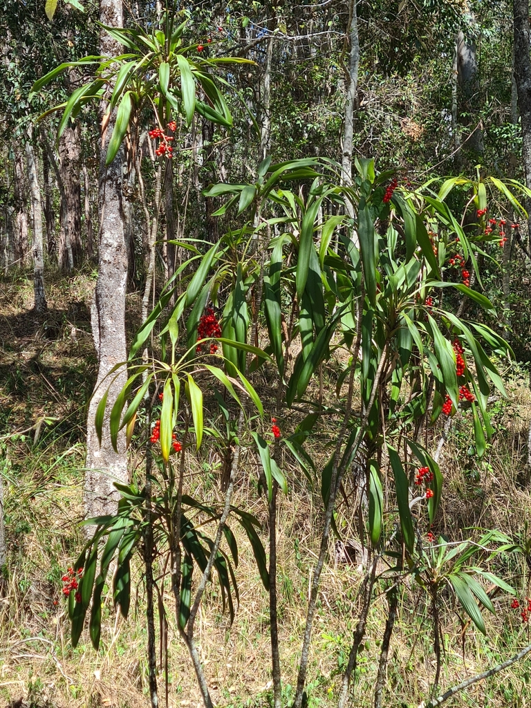 cabbage trees and allies from Noosaville QLD 4566, Australia on April ...