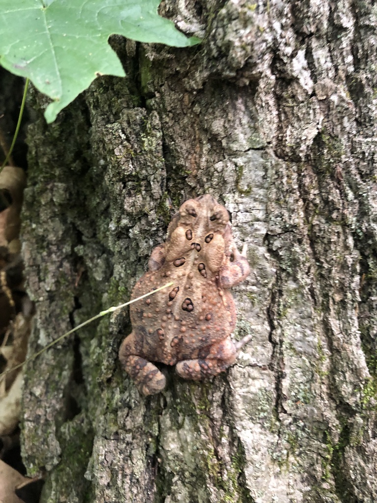 American Toad from Kettle Moraine State Forest Northern Unit, Kewaskum ...