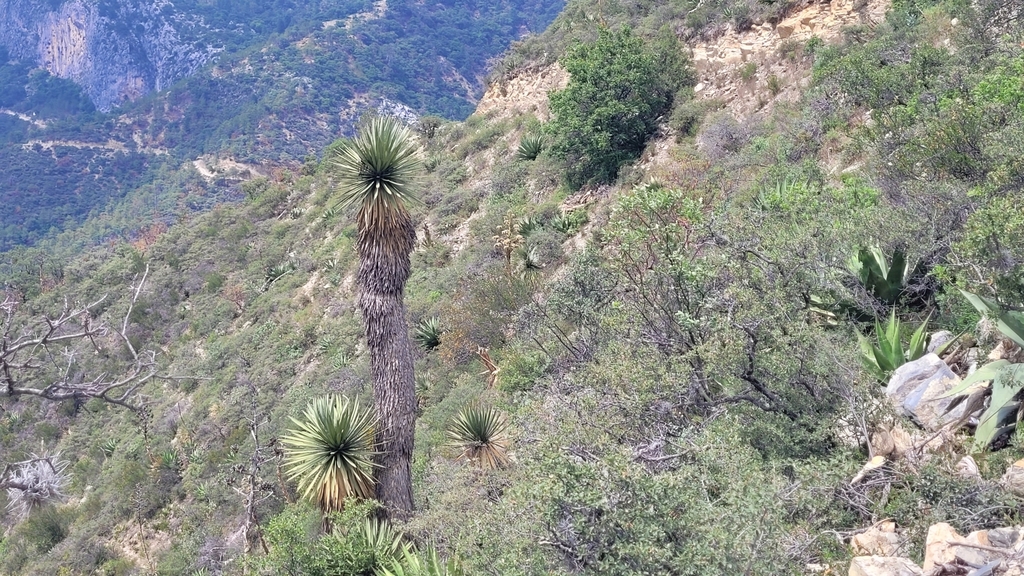 giant Spanish-dagger from Arteaga, MX-CA, MX on July 8, 2023 at 03:07 ...