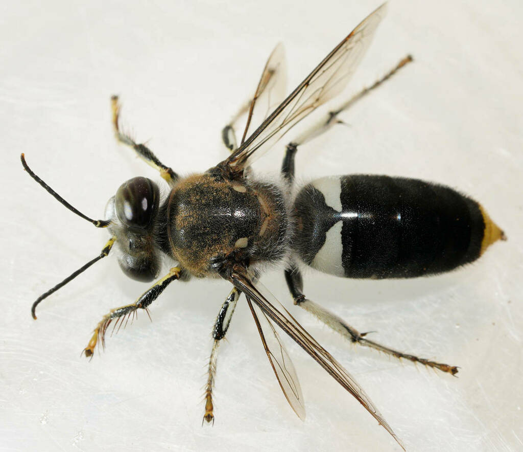 Panda Sand Wasp from Swan Reach Conservation Park, SA, AU on February ...