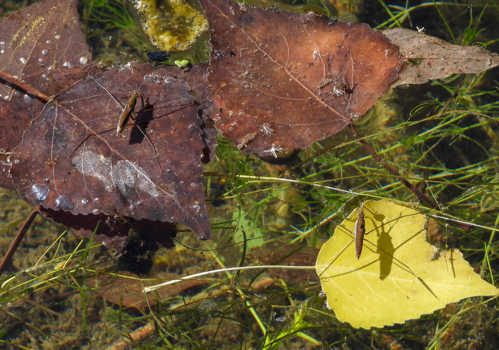 Limnoporus notabilis from Vivian Park, UT 84604, USA on July 9, 2023 at ...