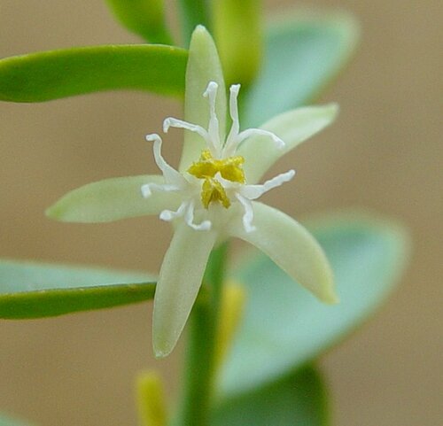 Olax aurantia · iNaturalist