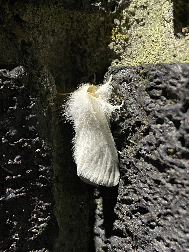 Brown-tail Moth from Heathrow Airport, Hounslow, England, GB on July 10 ...