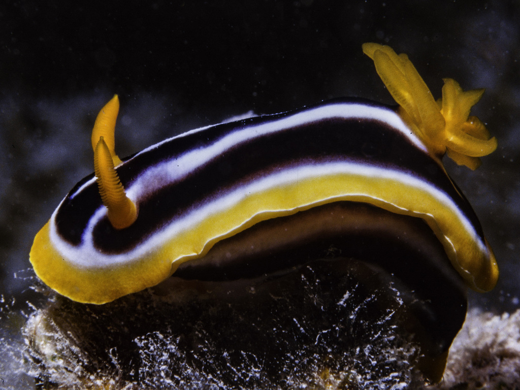 Pyjama Slug from Red Sea on June 01, 1995 by jim-anderson · iNaturalist