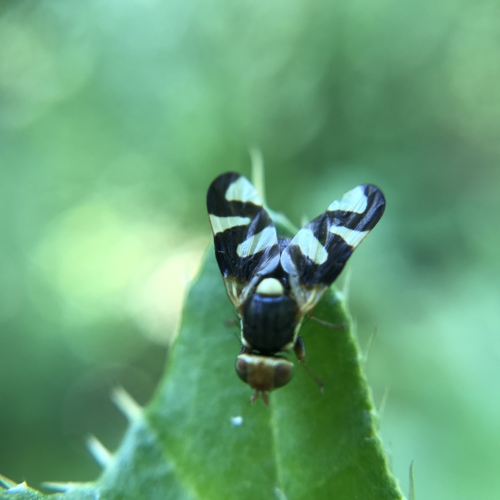 Thistle Stem Gall Fly from LaBagh Woods, Chicago, IL, US on July 9 ...