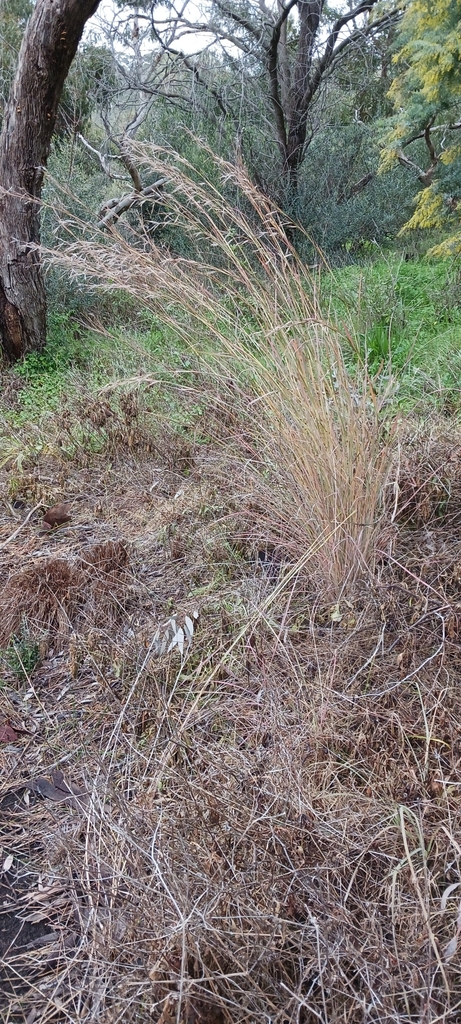 thatching grass from Bellevue Heights SA 5050, Australia on July 10 ...